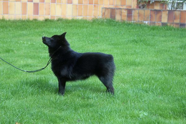 FAQs | Colonial Schipperke Club | schipperkes.org